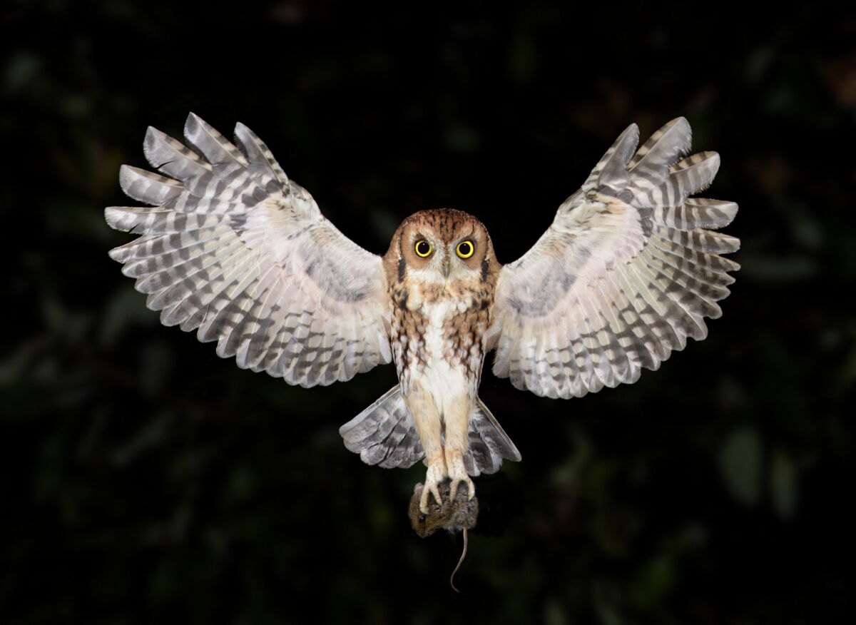 Les chouettes, ces reines de la nuit - Ça m'interesse