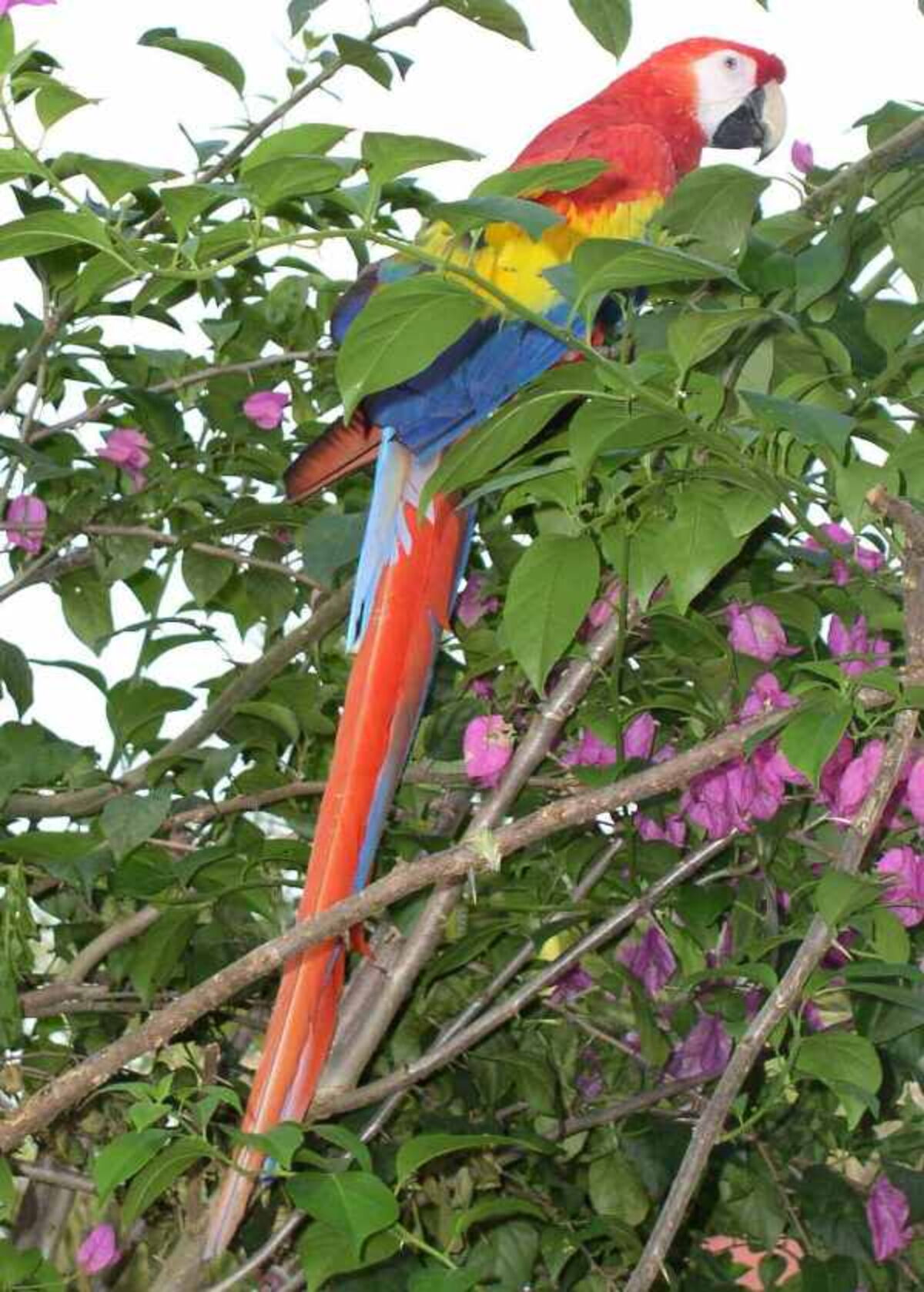 Les oiseaux les plus colorés du monde - Ça m'interesse