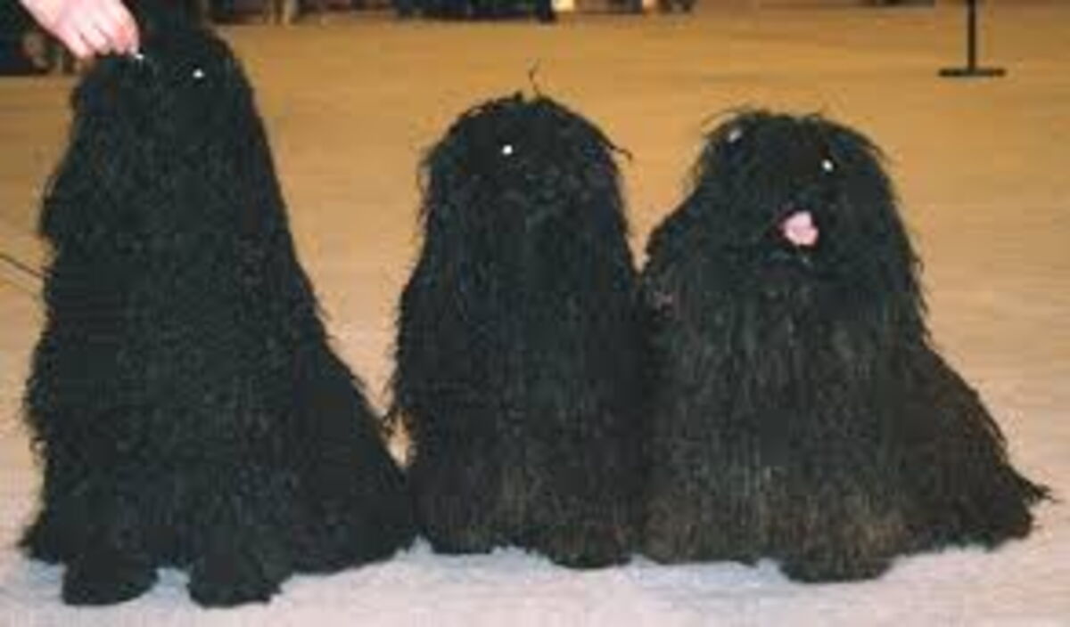 Voici les races de chien à poil long - Ça m'interesse